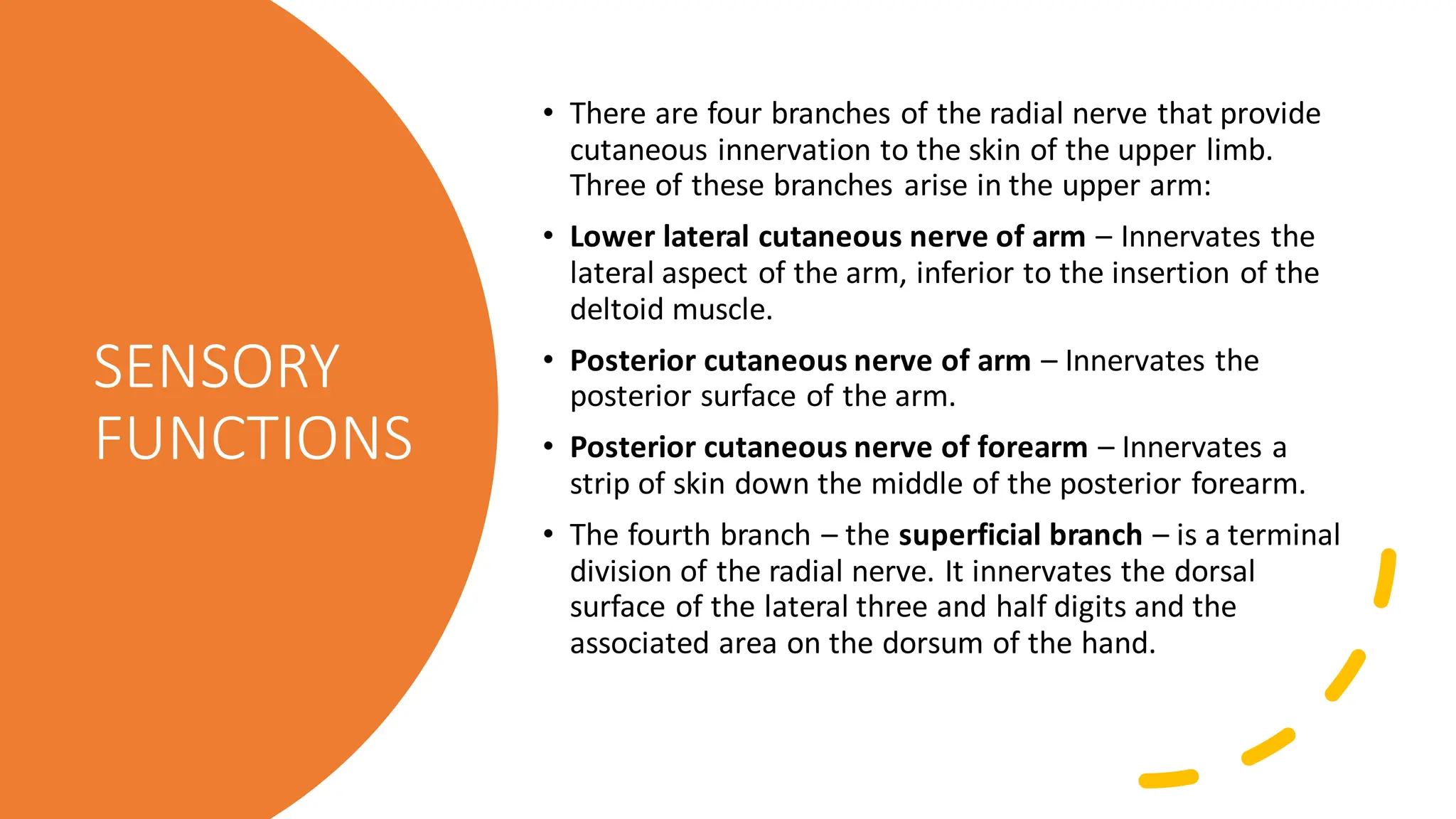Anatomy of Radial nerve .pptx (I BHMS)) | PDF