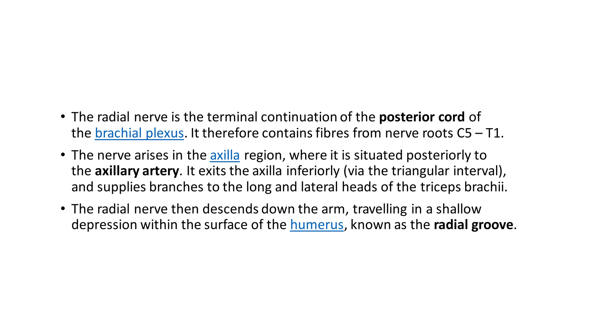 Anatomy of Radial nerve .pptx (I BHMS)) | PDF
