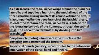 Anatomy of Radial nerve .pptx (I BHMS)) | PDF