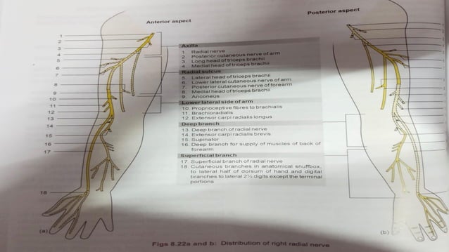 Anatomy of Radial nerve .pptx (I BHMS)) | PDF