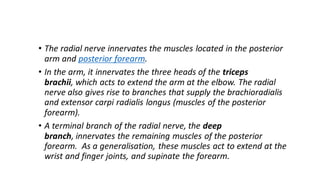 Anatomy of Radial nerve .pptx (I BHMS)) | PDF