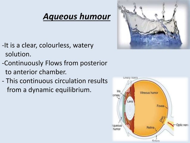 Aqueous humour | PPT