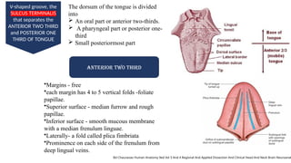 ANATOMY ^JNERVE SUPPLY AND APPLIED ASPECTS OF TONGUE.pptx