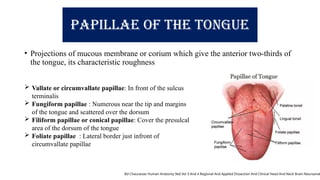 ANATOMY ^JNERVE SUPPLY AND APPLIED ASPECTS OF TONGUE.pptx