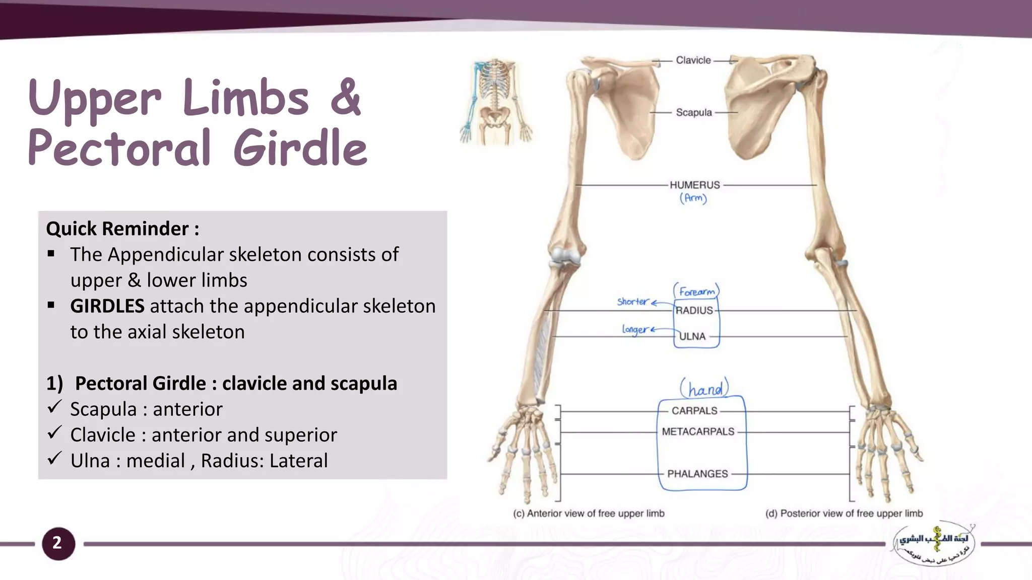 ANATOMY_LAB_1.pdf