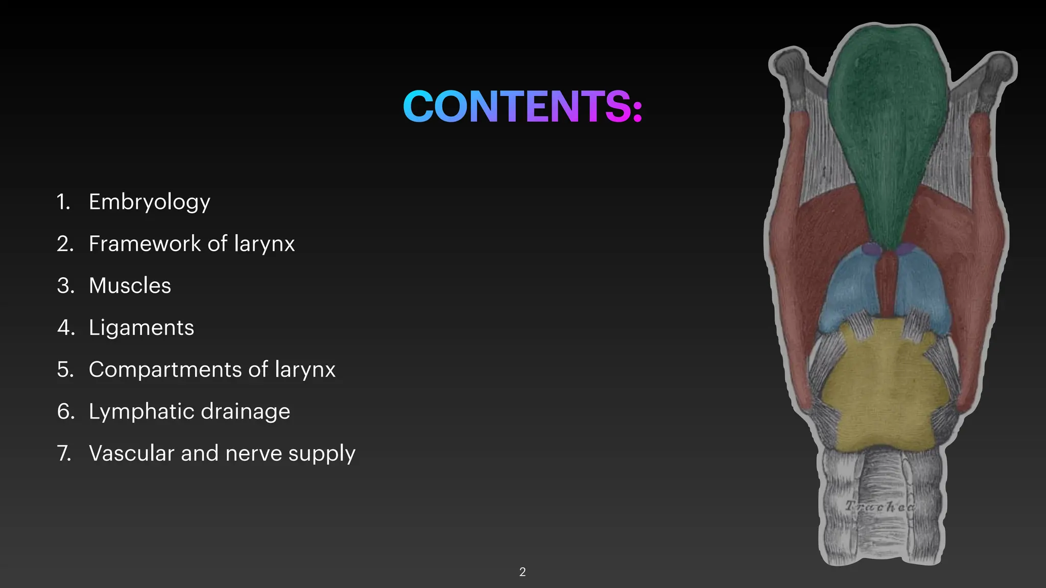 Surgical Anatomy of Larynx - Cartilages, Muscles and Spaces | PDF