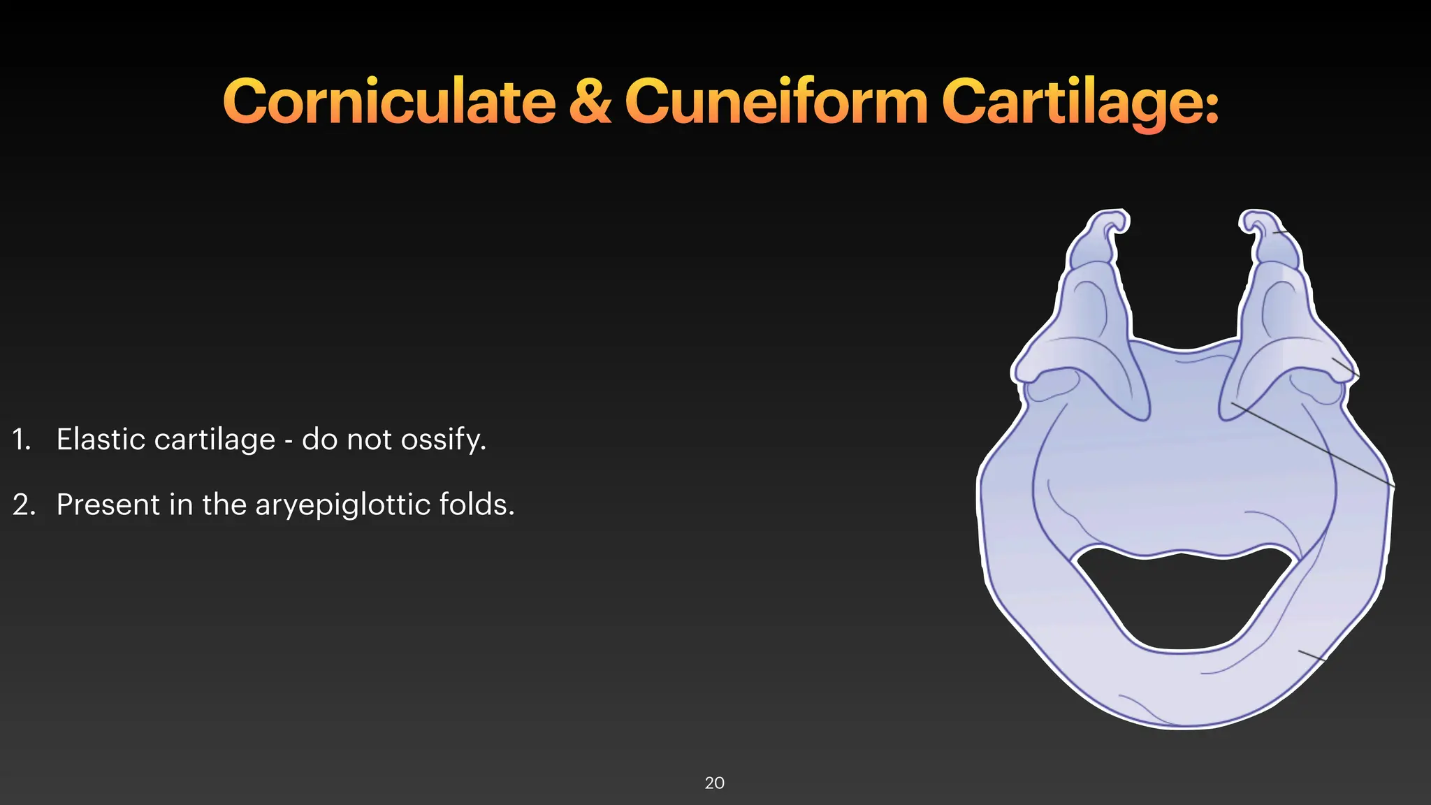 Surgical Anatomy of Larynx - Cartilages, Muscles and Spaces | PDF
