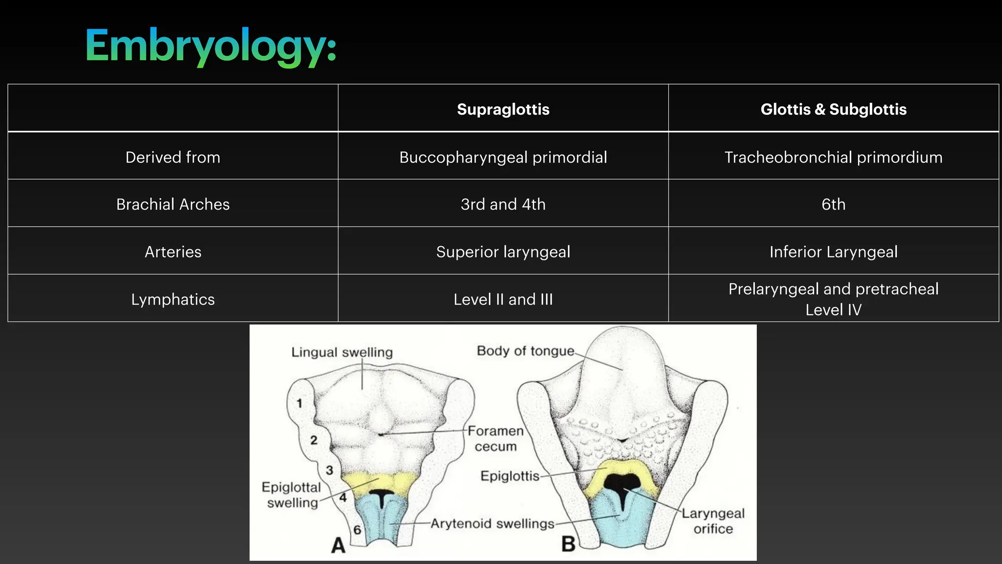Surgical Anatomy of Larynx - Cartilages, Muscles and Spaces | PDF