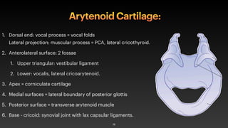 Surgical Anatomy of Larynx - Cartilages, Muscles and Spaces | PDF