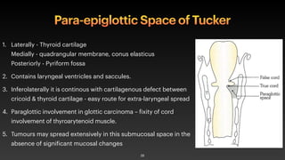 Surgical Anatomy of Larynx - Cartilages, Muscles and Spaces | PDF