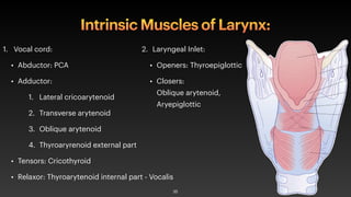 Surgical Anatomy of Larynx - Cartilages, Muscles and Spaces | PDF