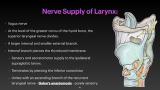 Surgical Anatomy of Larynx - Cartilages, Muscles and Spaces | PDF