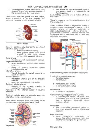 REVIEWER FOR URINARY SYSTEM - ANATOMY AND PHYSIOLOGY | DOCX