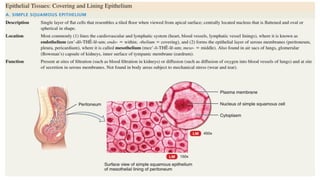 Anatomy (Lec 6) Epithelial tissue 2021-2022.pdf