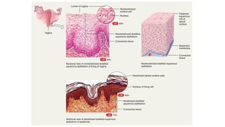 Anatomy (Lec 6) Epithelial tissue 2021-2022.pdf
