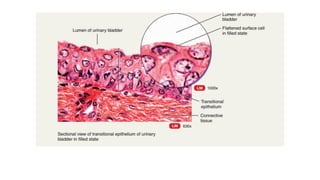 Anatomy (Lec 6) Epithelial tissue 2021-2022.pdf