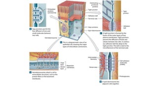 Anatomy (Lec 6) Epithelial tissue 2021-2022.pdf