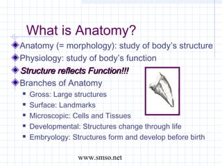 Anatomy lecture | PPT | Biological Sciences | Science