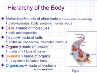 Anatomy lecture | PPT