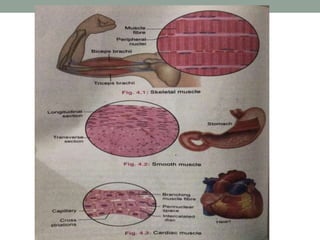 anatomy lecture of skull and bones of hu | PPTX