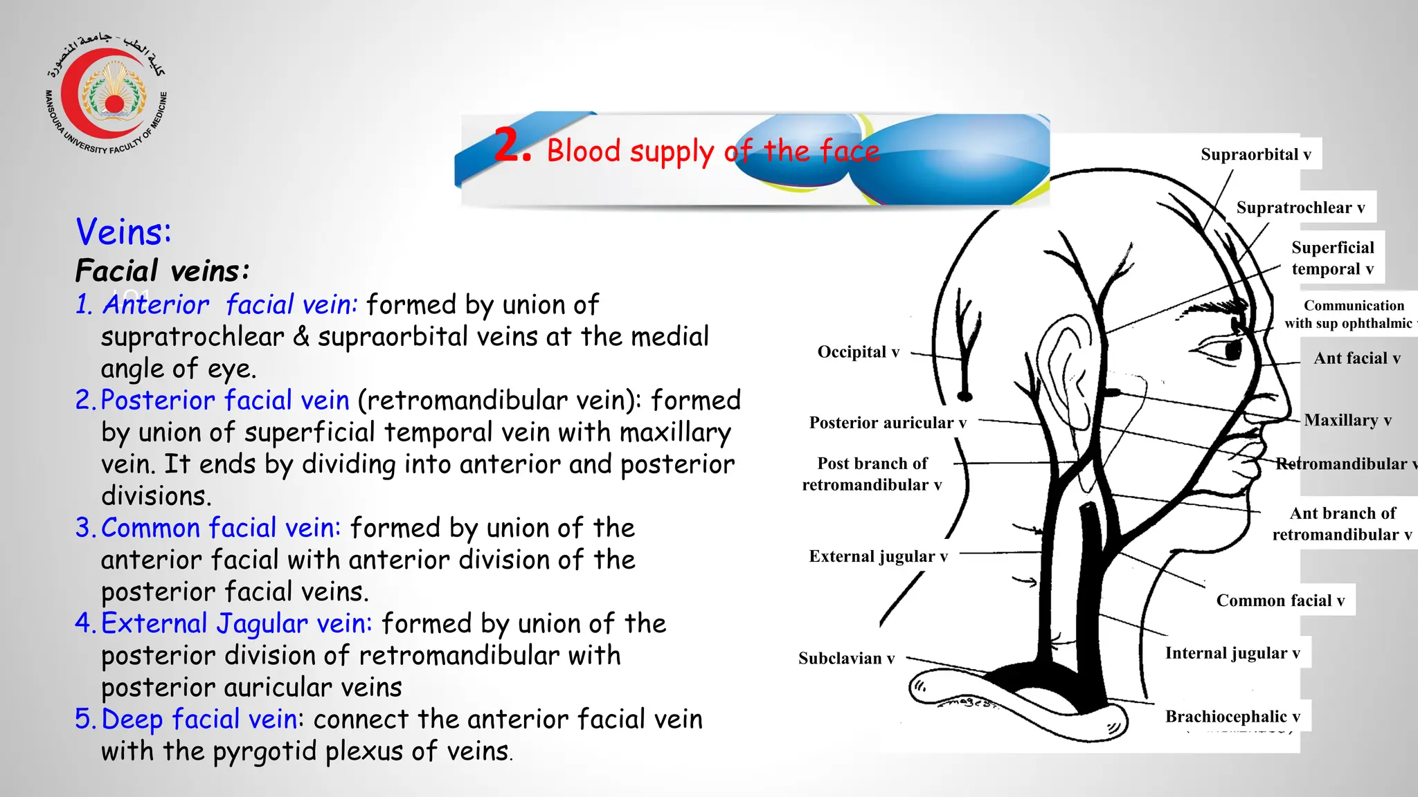 anatomy, lecture 7, Face and facial muscles | PDF