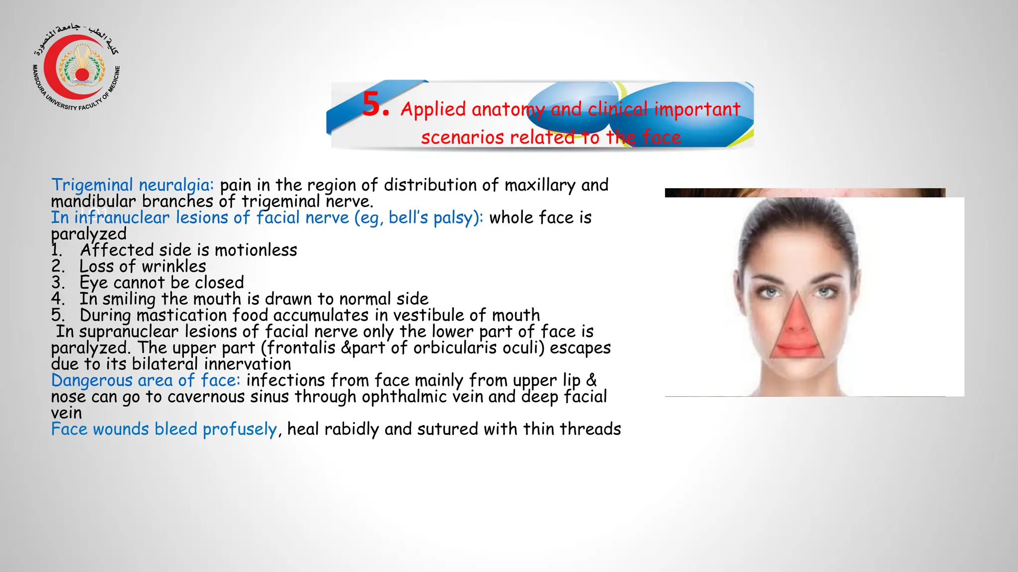 anatomy, lecture 7, Face and facial muscles | PDF