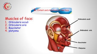 anatomy, lecture 7, Face and facial muscles | PDF