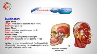 anatomy, lecture 7, Face and facial muscles | PDF