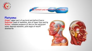 anatomy, lecture 7, Face and facial muscles | PDF