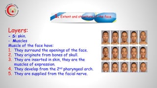 anatomy, lecture 7, Face and facial muscles | PDF