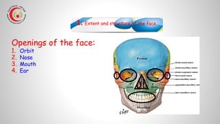 anatomy, lecture 7, Face and facial muscles | PDF