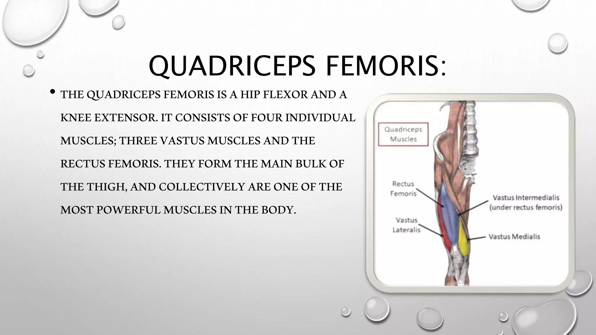 Anatomy lecture Muscle of Anterior or Extensor compartment of thigh by ...