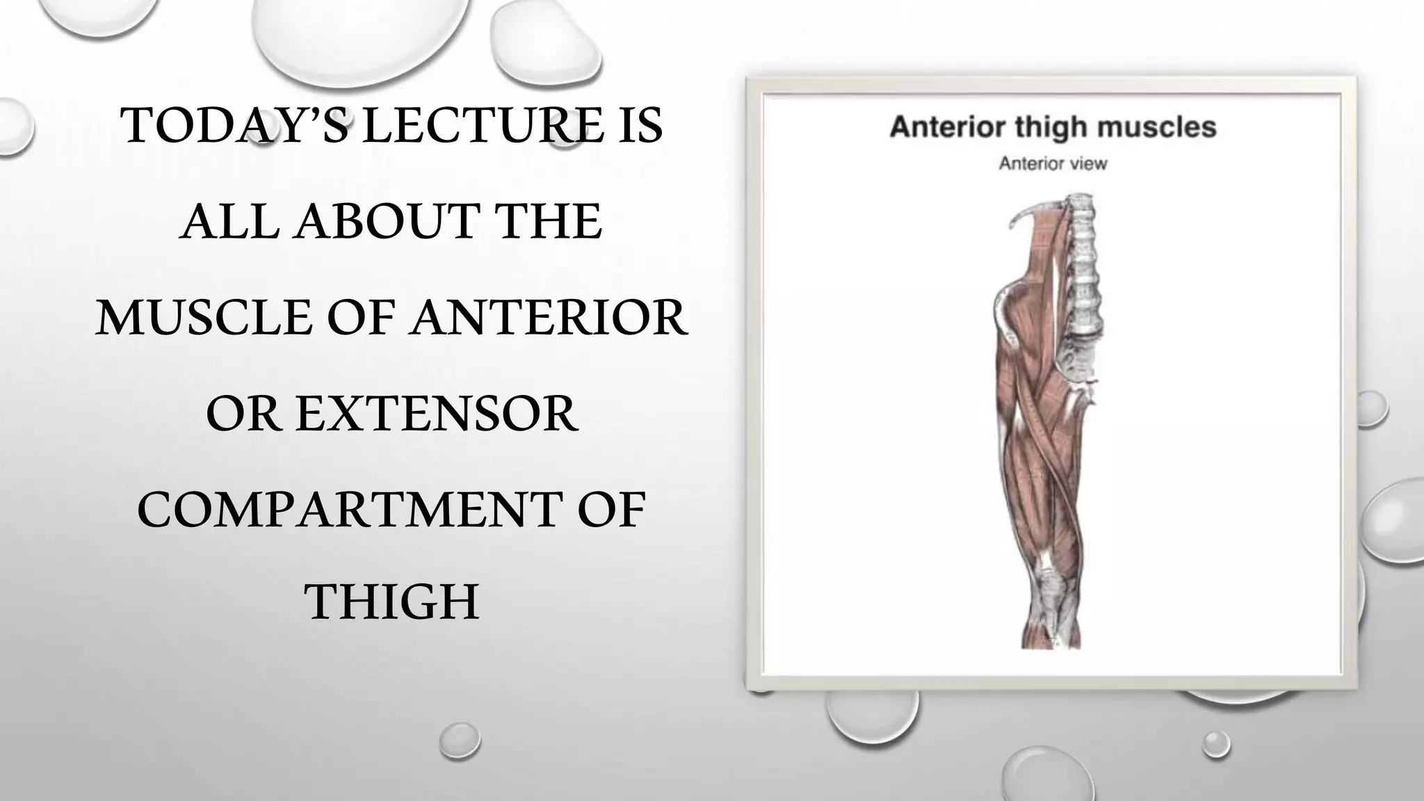 Anatomy lecture Muscle of Anterior or Extensor compartment of thigh by ...