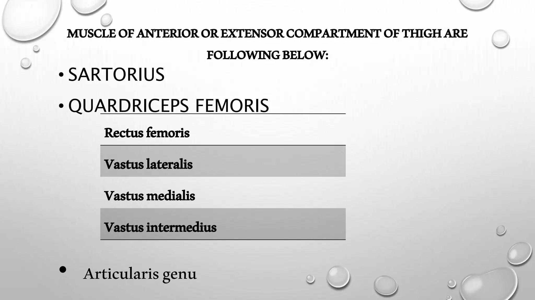 Anatomy lecture Muscle of Anterior or Extensor compartment of thigh by ...