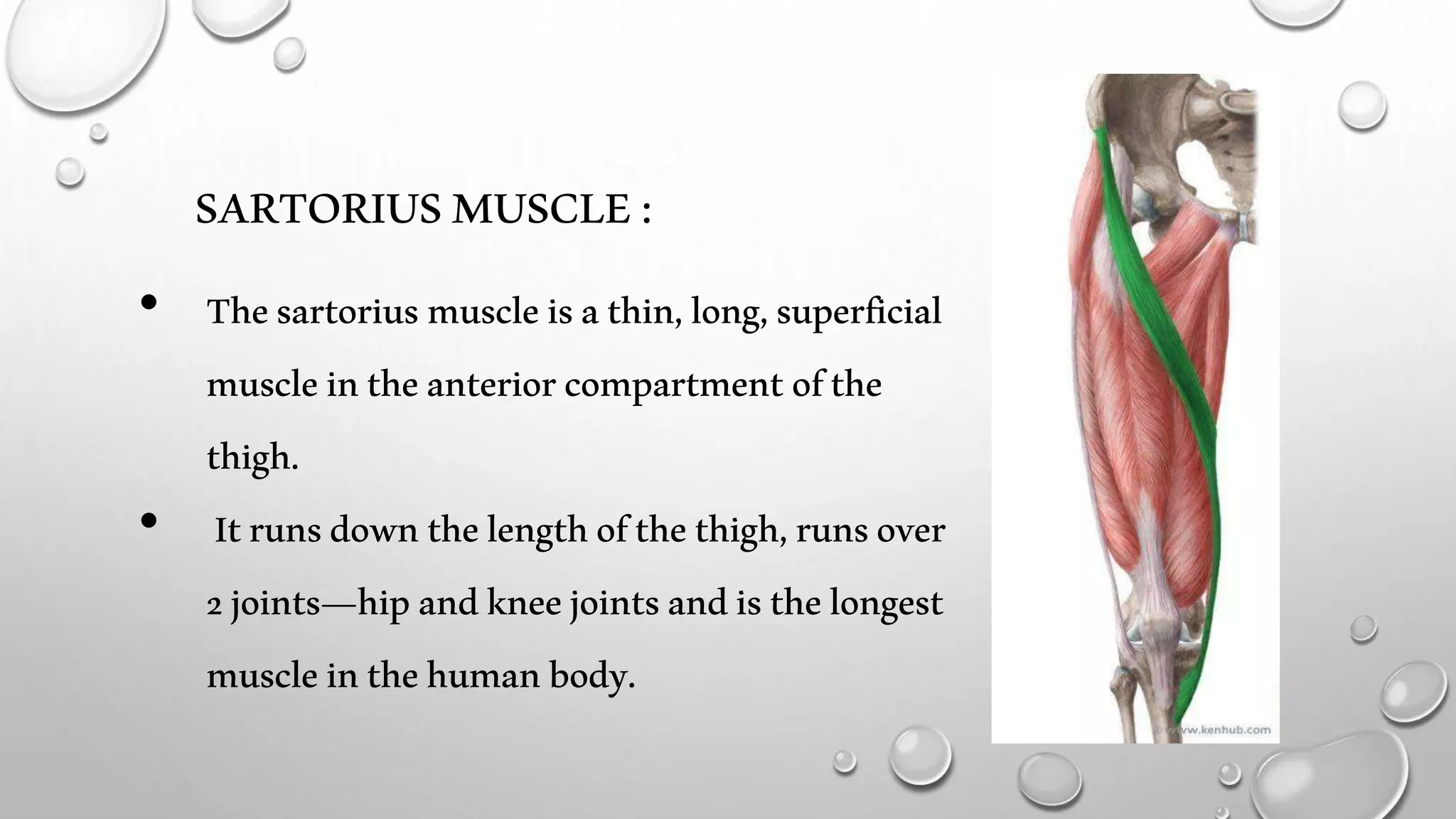 Anatomy lecture Muscle of Anterior or Extensor compartment of thigh by ...