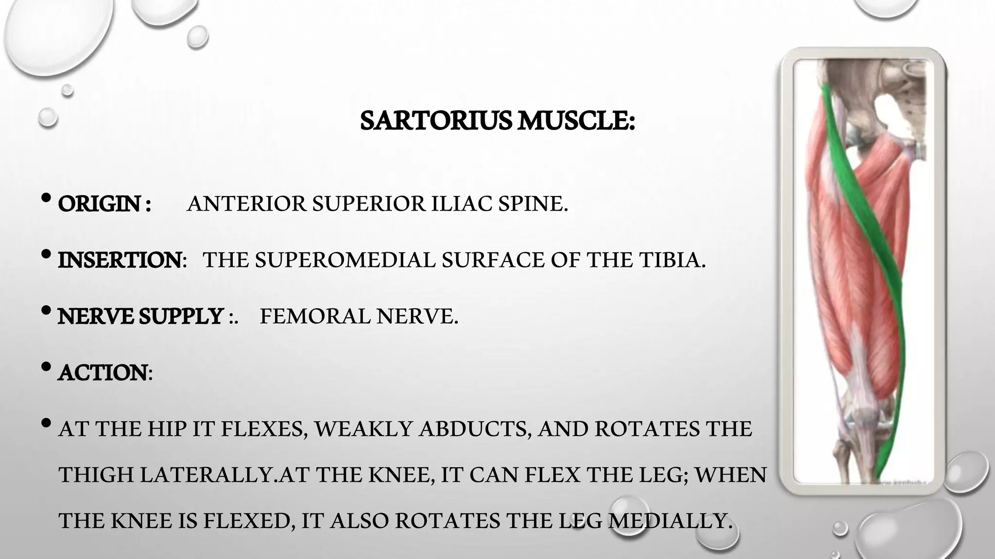 Anatomy lecture Muscle of Anterior or Extensor compartment of thigh by ...