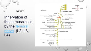 Anatomy lecture Muscle of Anterior or Extensor compartment of thigh by ...