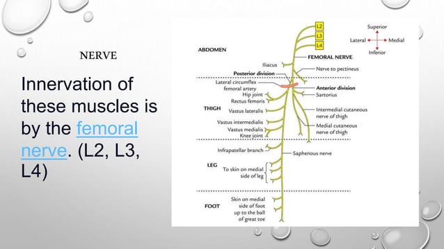 Anatomy lecture Muscle of Anterior or Extensor compartment of thigh by ...