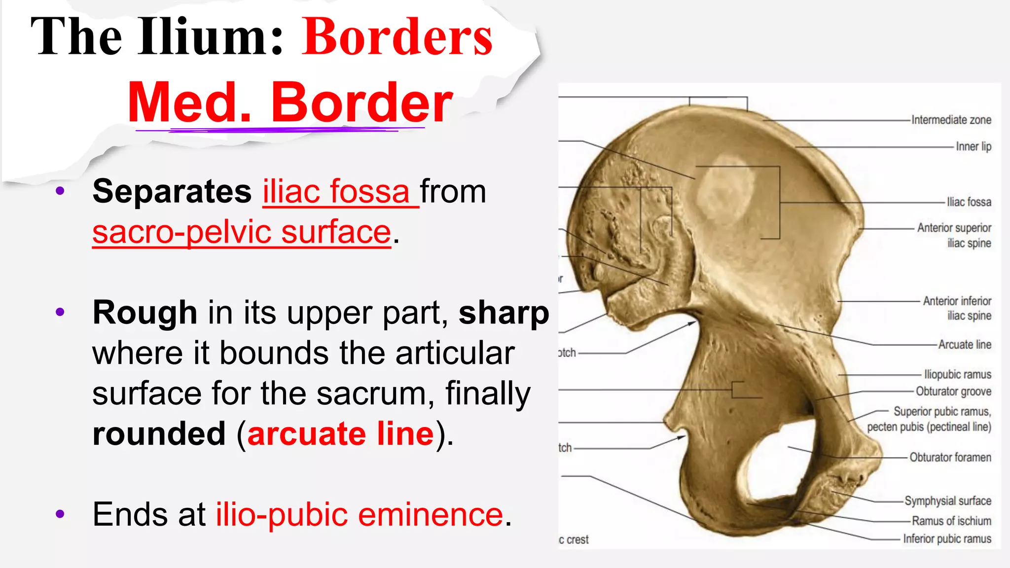 Anatomy Lesson_ LL1-2202-23.pdf