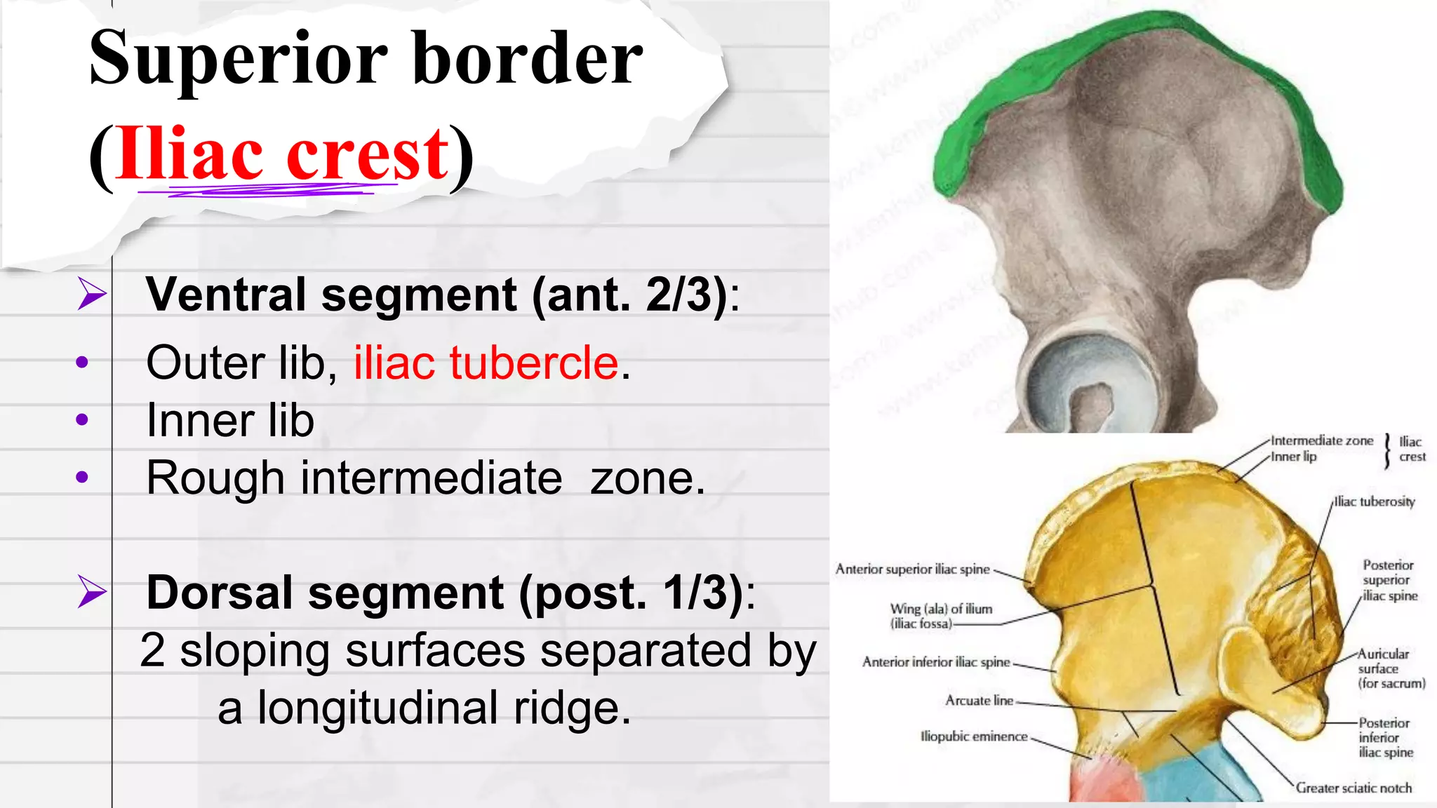 Anatomy Lesson_ LL1-2202-23.pdf