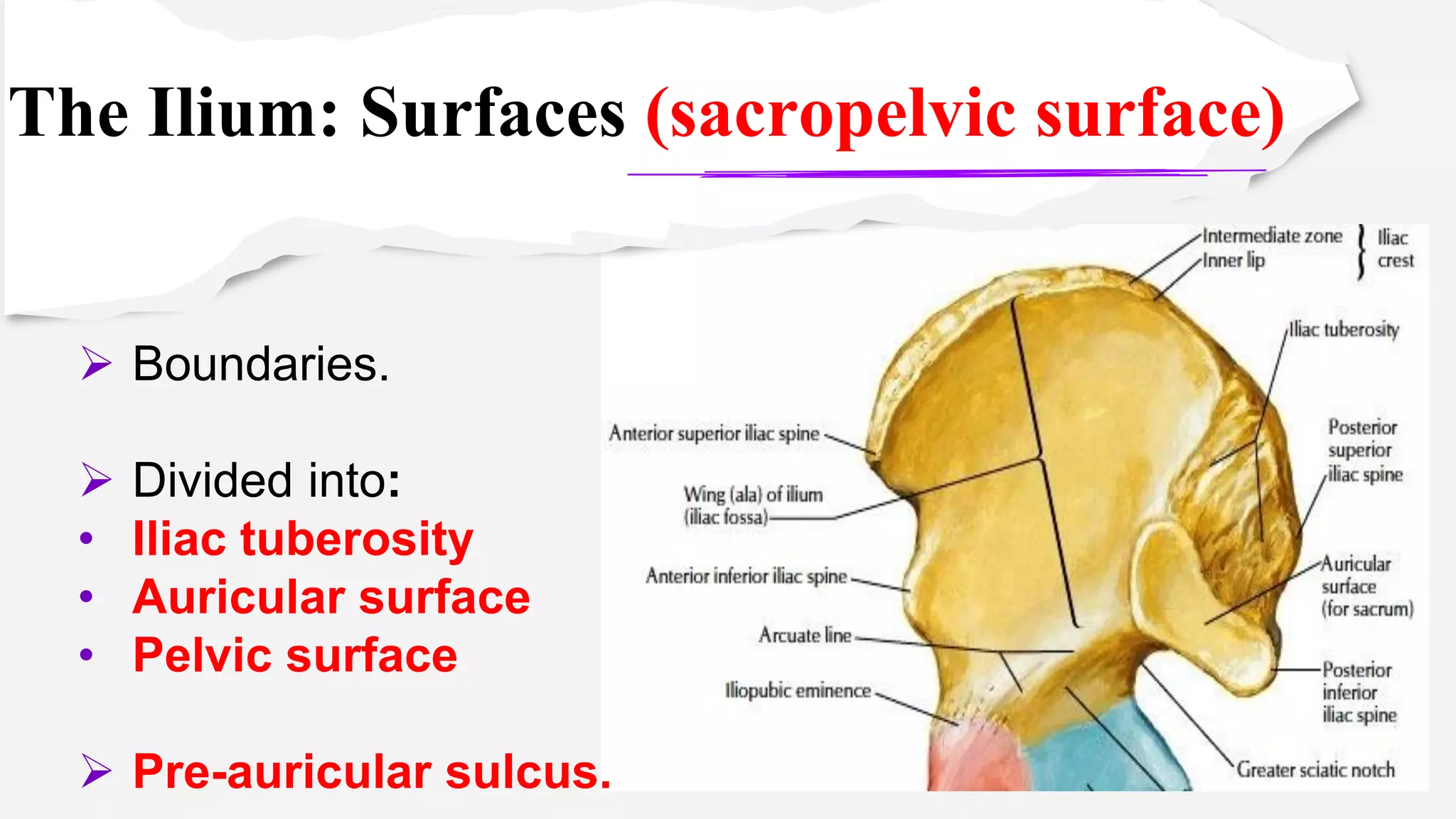 Anatomy Lesson_ LL1-2202-23.pdf