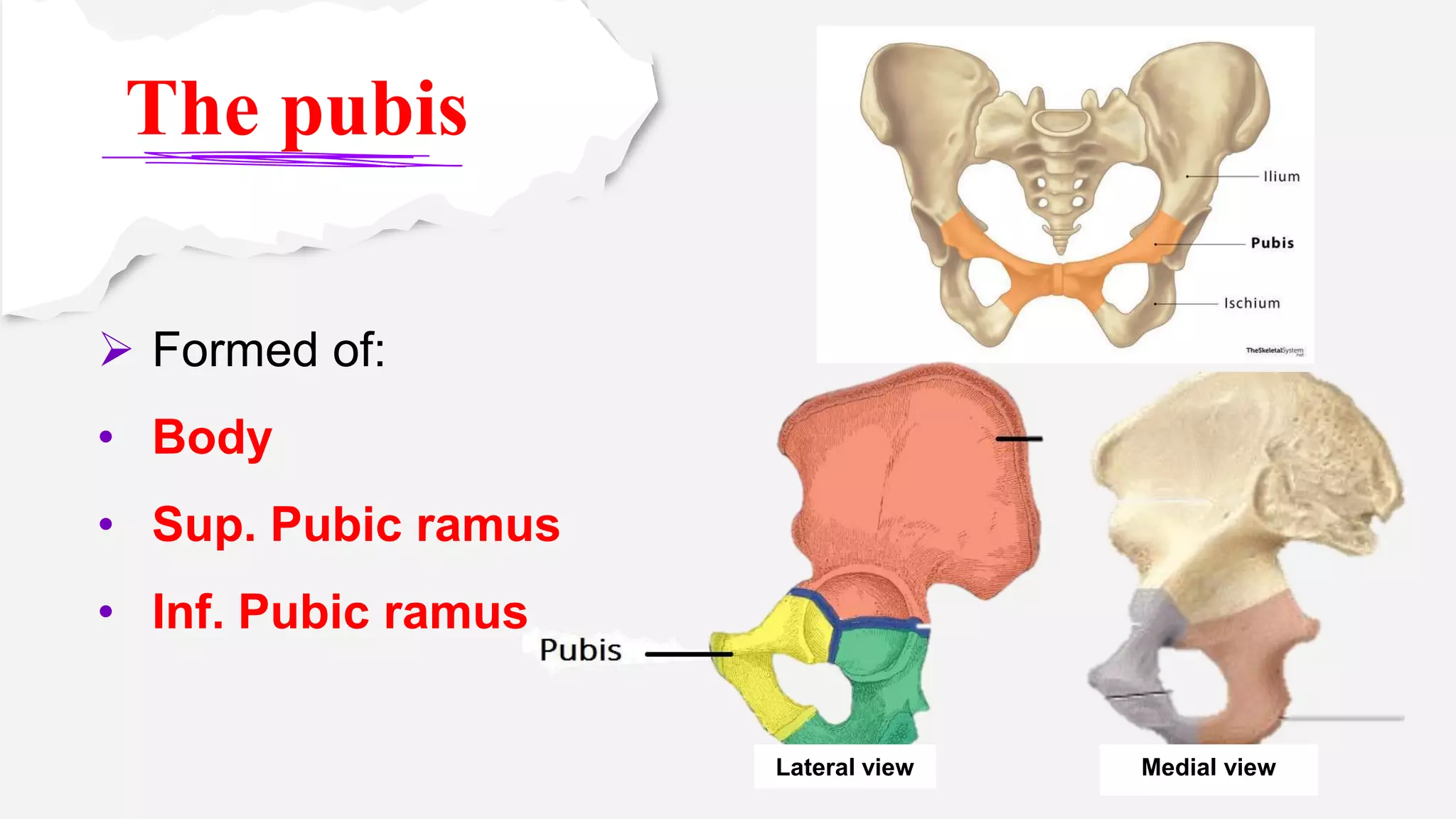 Anatomy Lesson_ LL1-2202-23.pdf