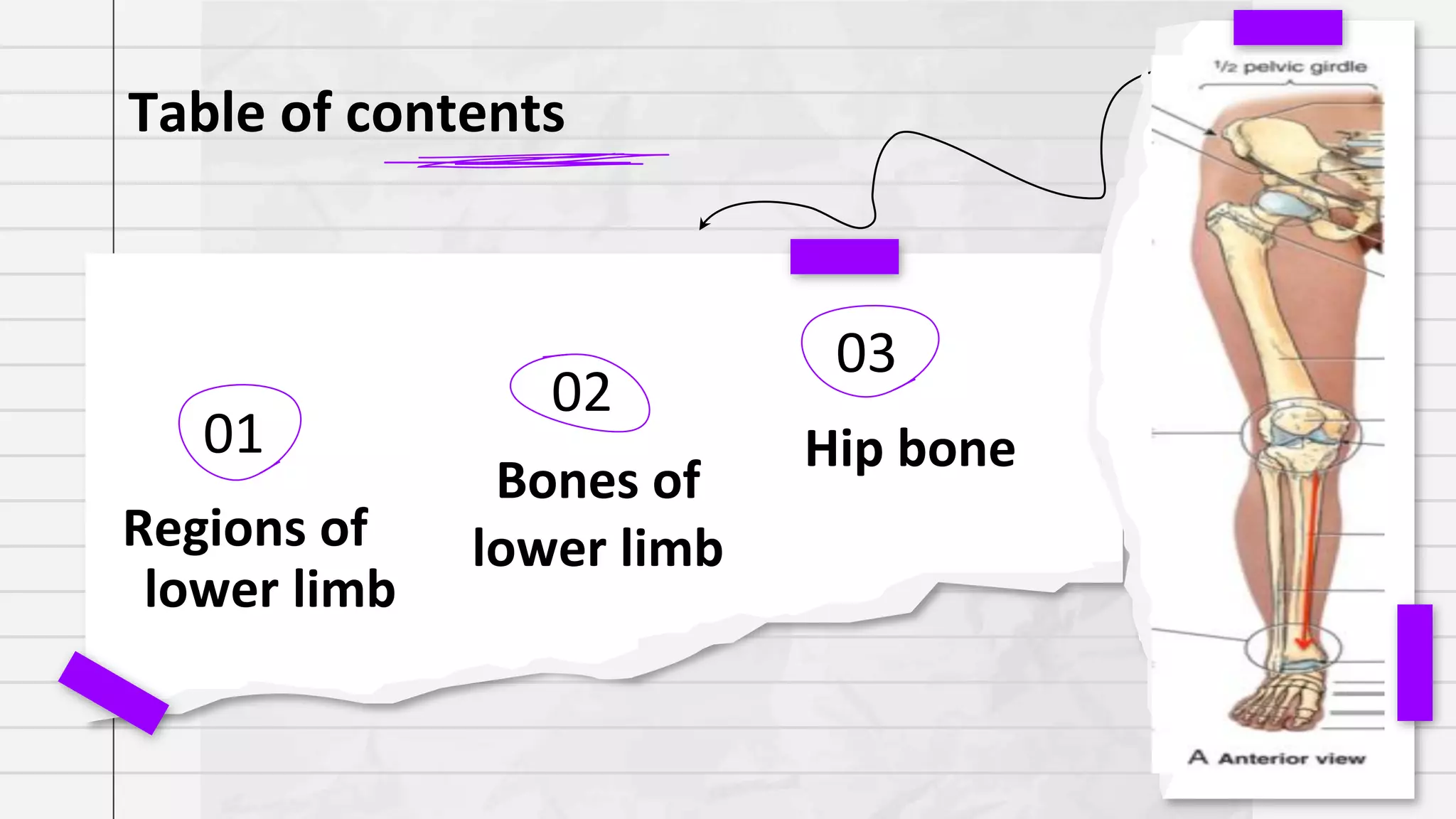 Anatomy Lesson_ LL1-2202-23.pdf