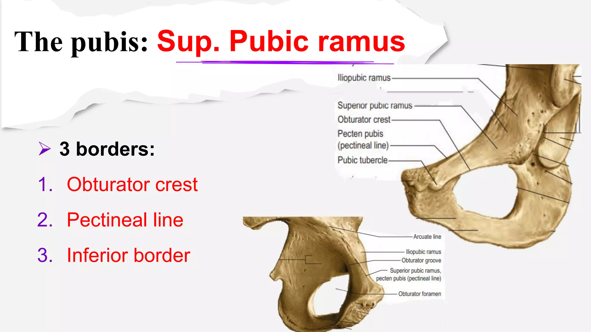 Anatomy Lesson_ LL1-2202-23.pdf