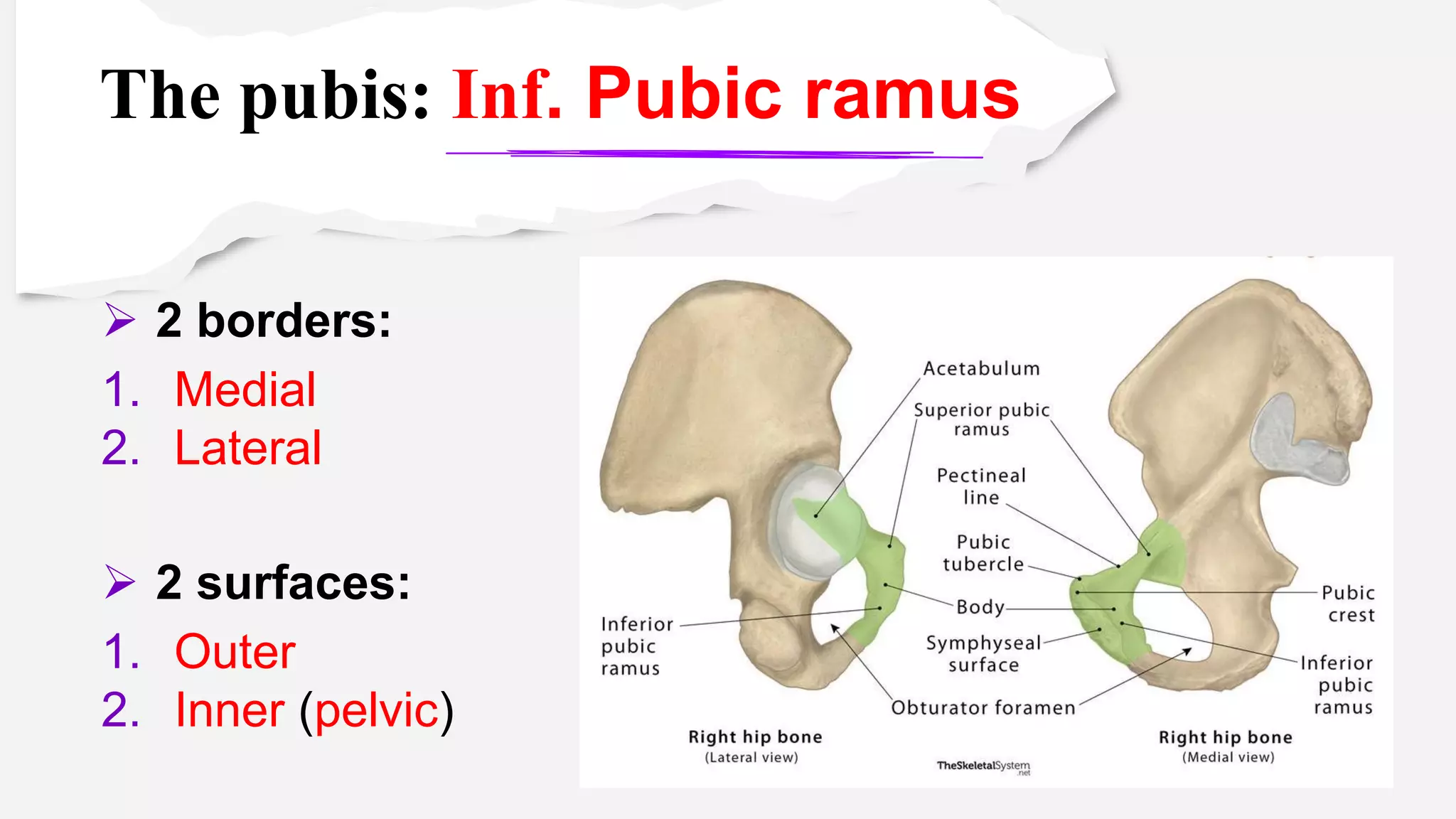 Anatomy Lesson_ LL1-2202-23.pdf