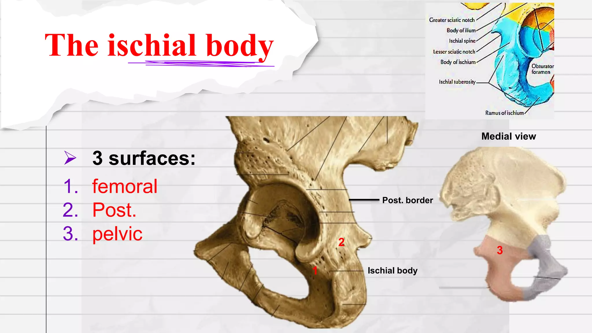 Anatomy Lesson_ LL1-2202-23.pdf