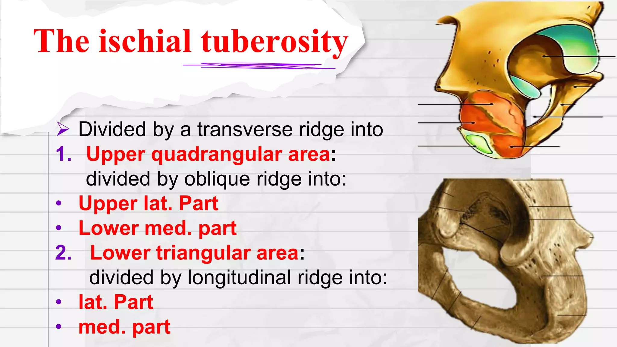 Anatomy Lesson_ LL1-2202-23.pdf