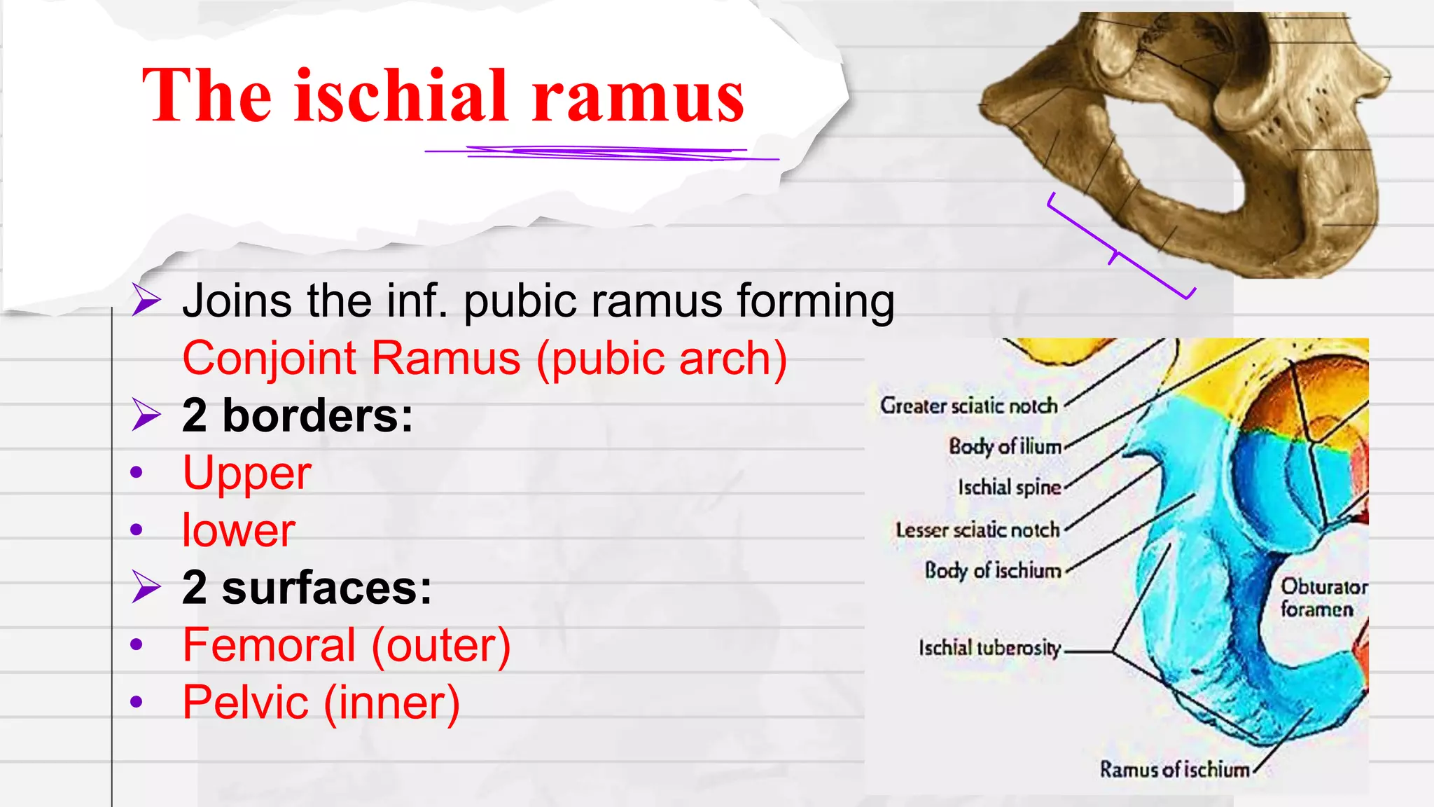 Anatomy Lesson_ LL1-2202-23.pdf