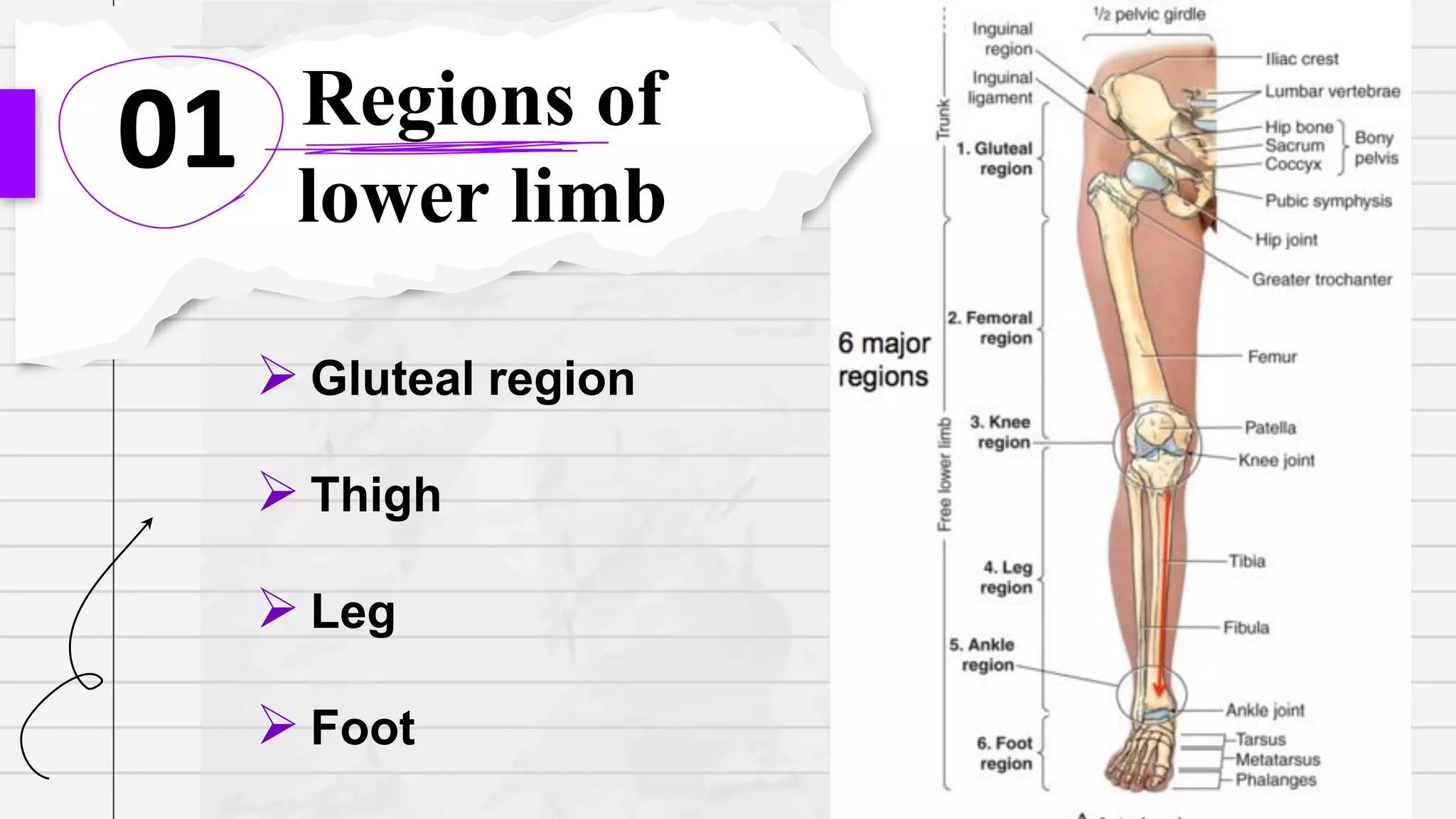 Anatomy Lesson_ LL1-2202-23.pdf