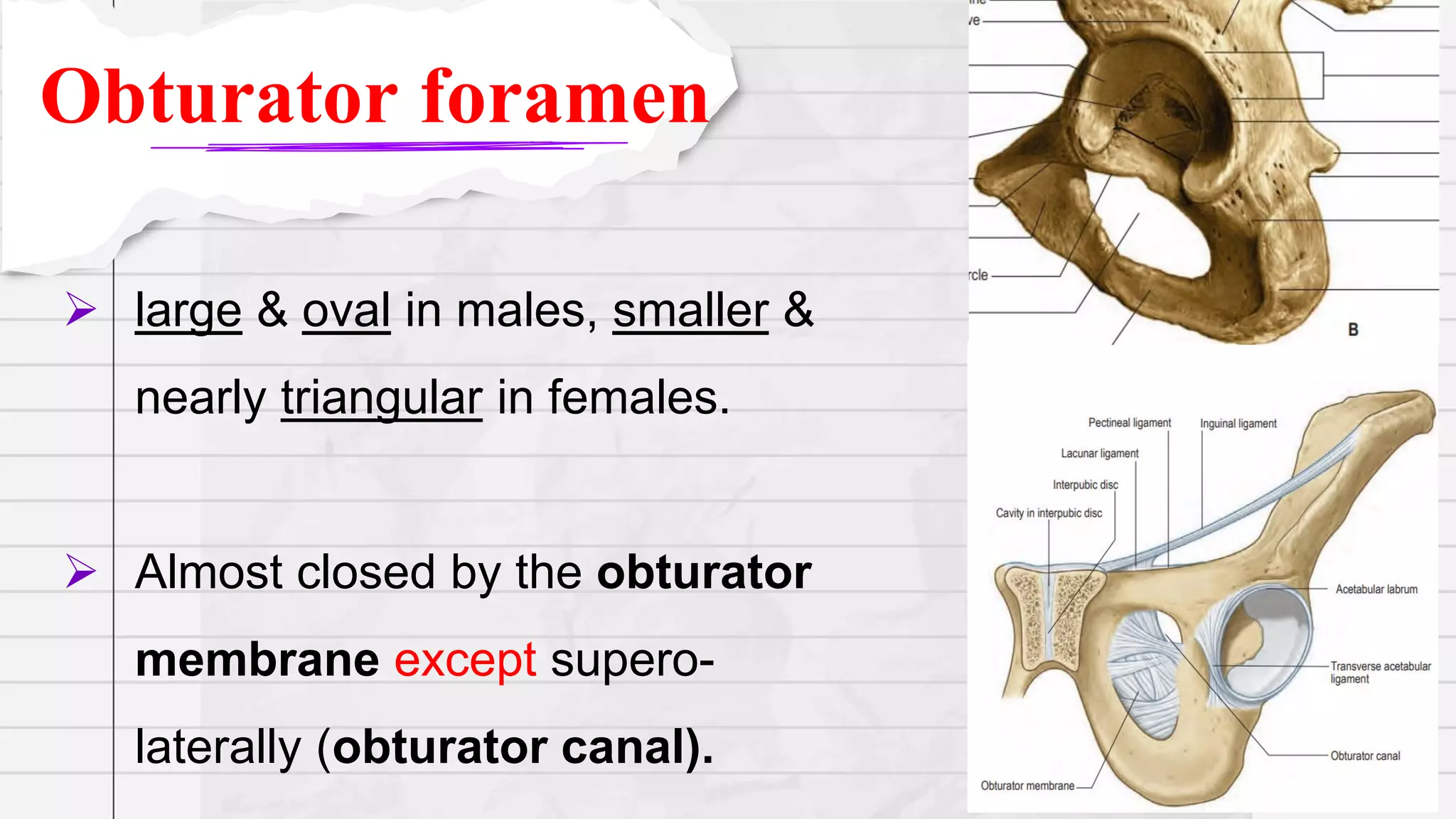 Anatomy Lesson_ LL1-2202-23.pdf